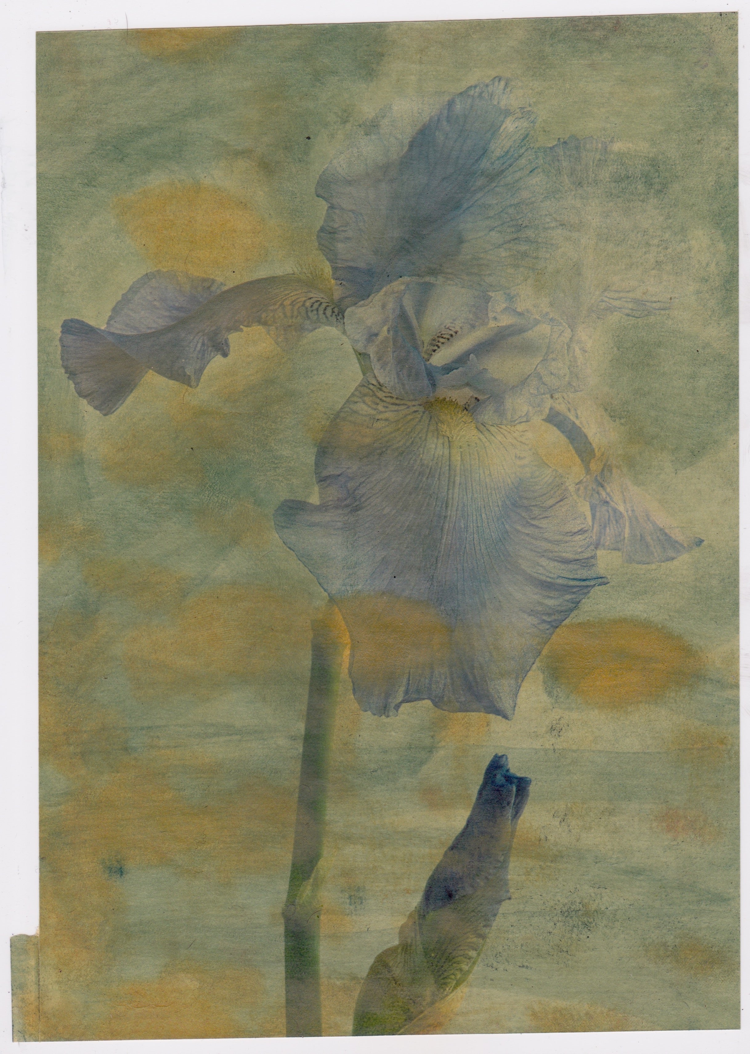 Iris 5 | Domenico Grenci – Nuova Galleria Morone